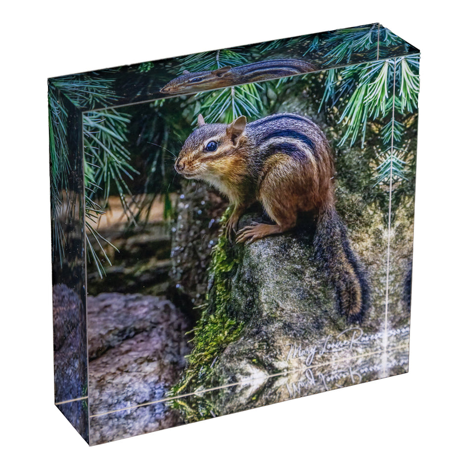 Nature Stories – Piedmont Craftsmen Craft Shop